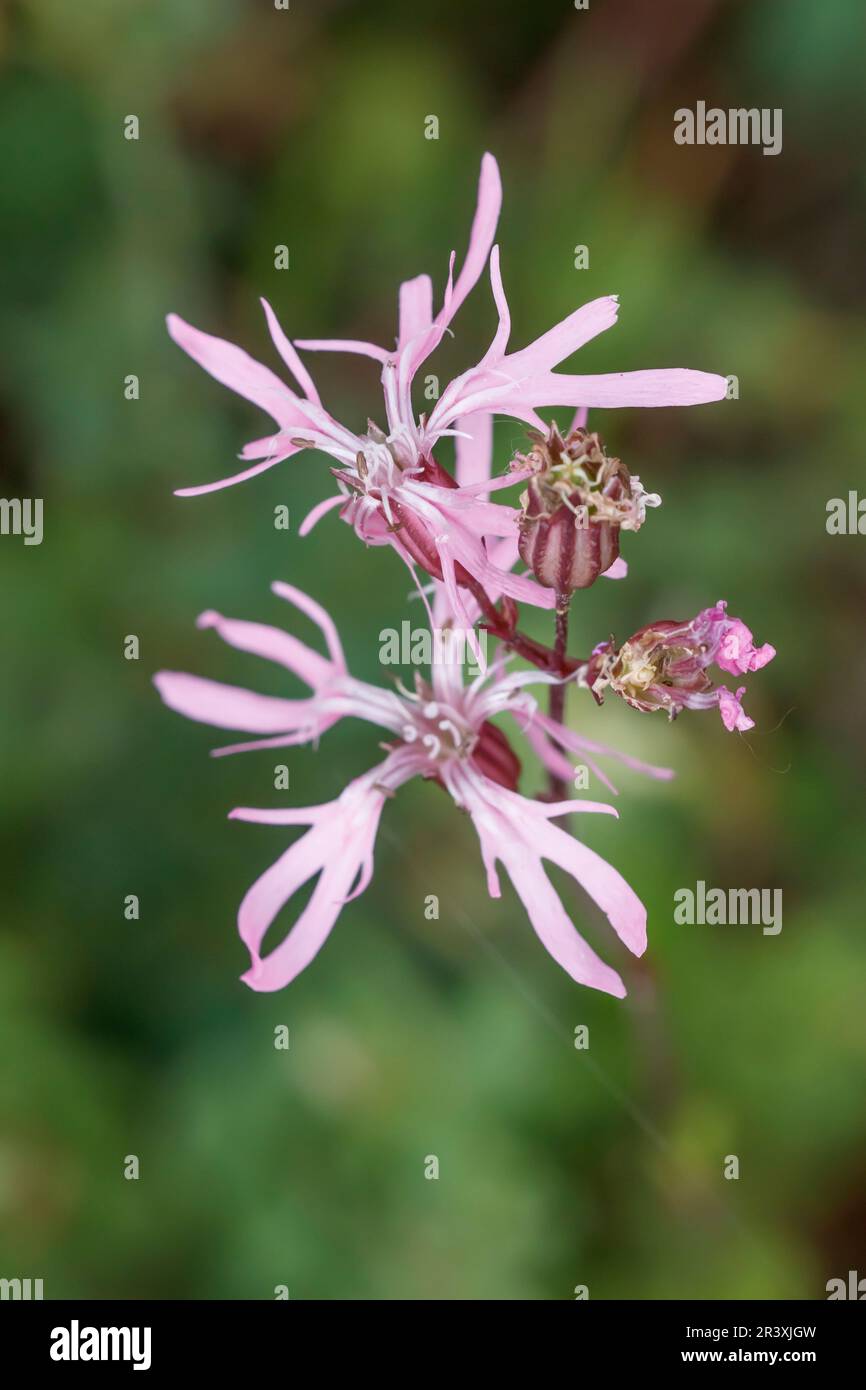 Silene flos-cuculi, known as Cuckoo flower, Meadow campion, Ragged ...