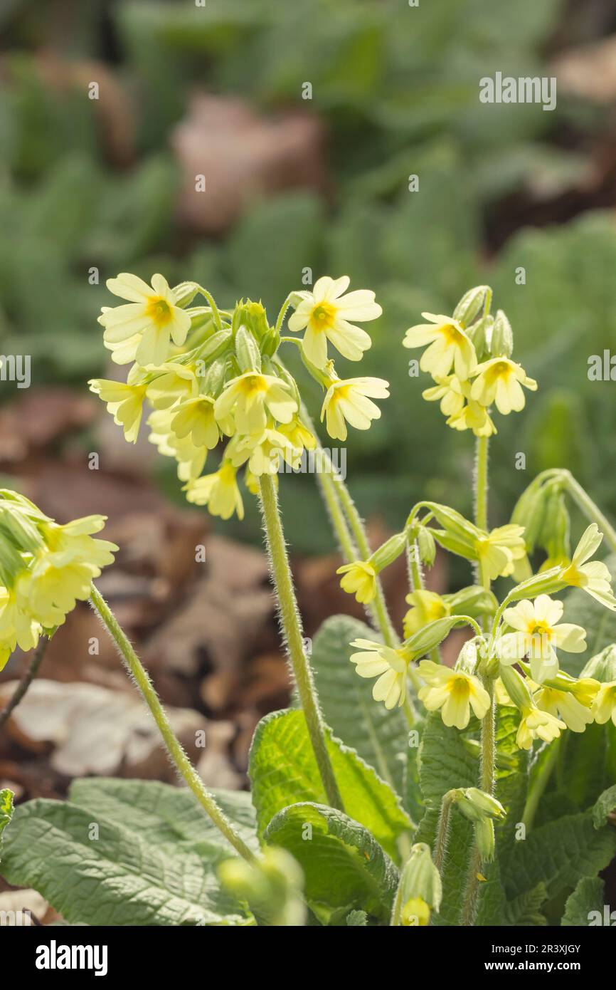 Primula elatior, commonly known as the Oxlip, True oxlip Stock Photo ...
