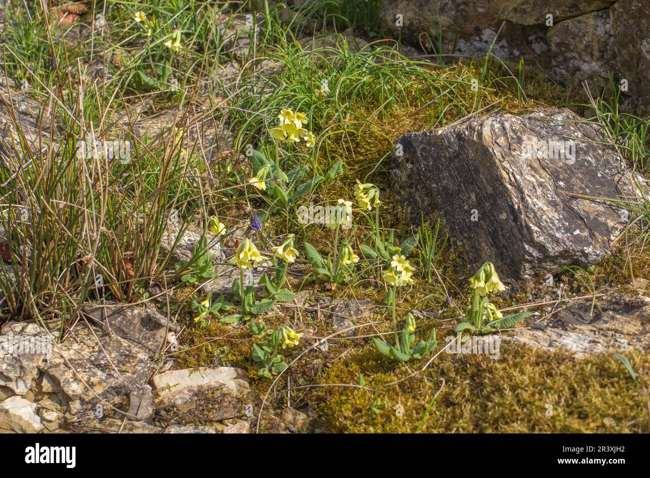 Primula elatior, commonly known as the Oxlip, True oxlip Stock Photo ...