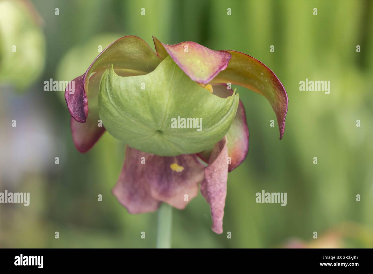Side saddle flower hi-res stock photography and images - Alamy
