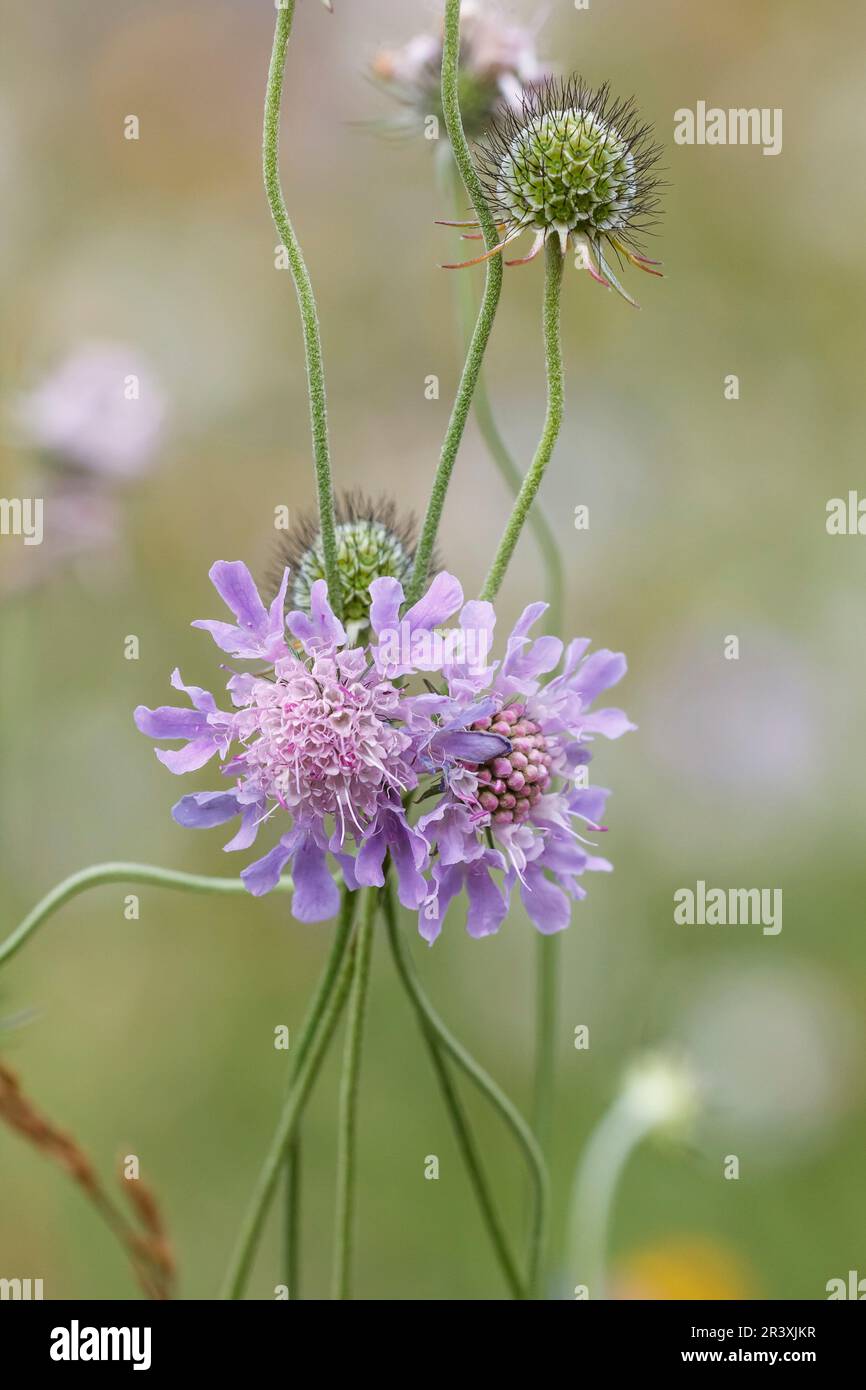 Scabiosa columbaria, Pigeon scabious, Pincushion flower, Small scabious ...
