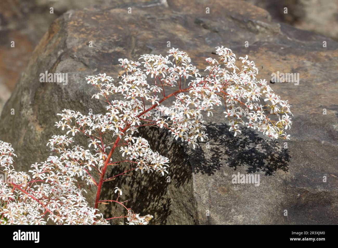 Saxifraga cotyledon, known as Great alpine rockfoil, Greater Evergreen ...