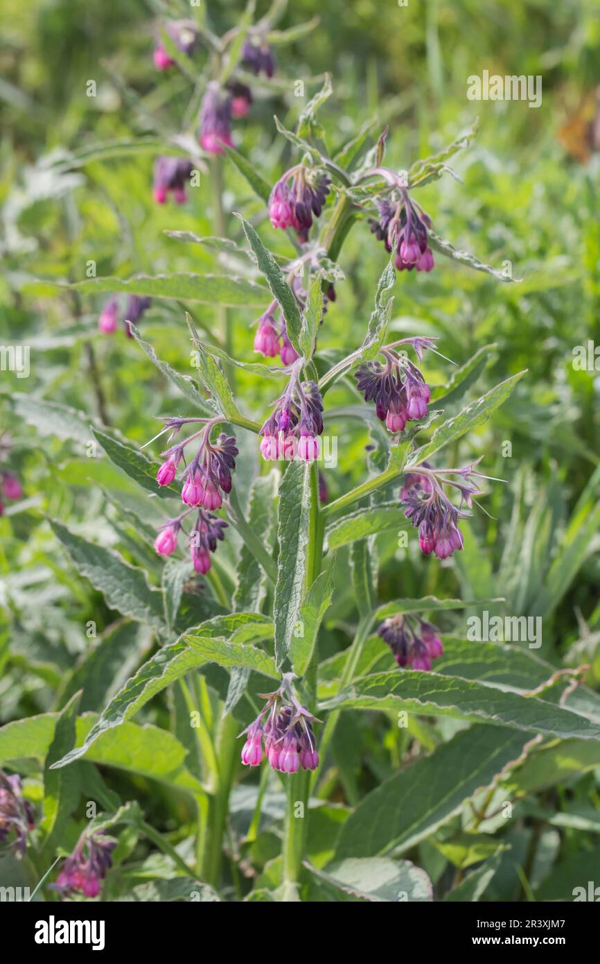 Symphytum officinale, known as Common comfrey, True comfrey, Quaker ...
