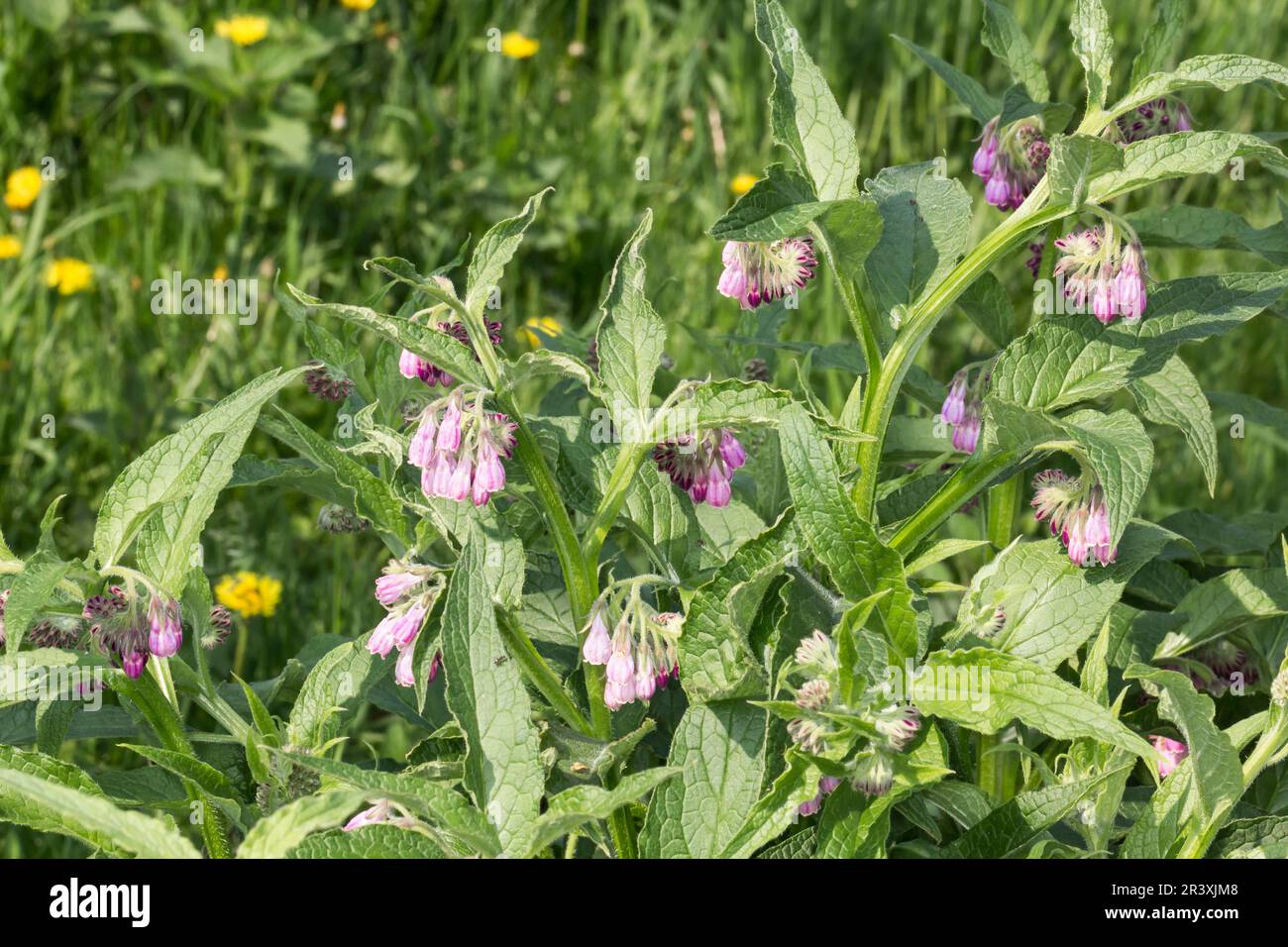 Symphytum officinale, known as Common comfrey, True comfrey, Quaker ...
