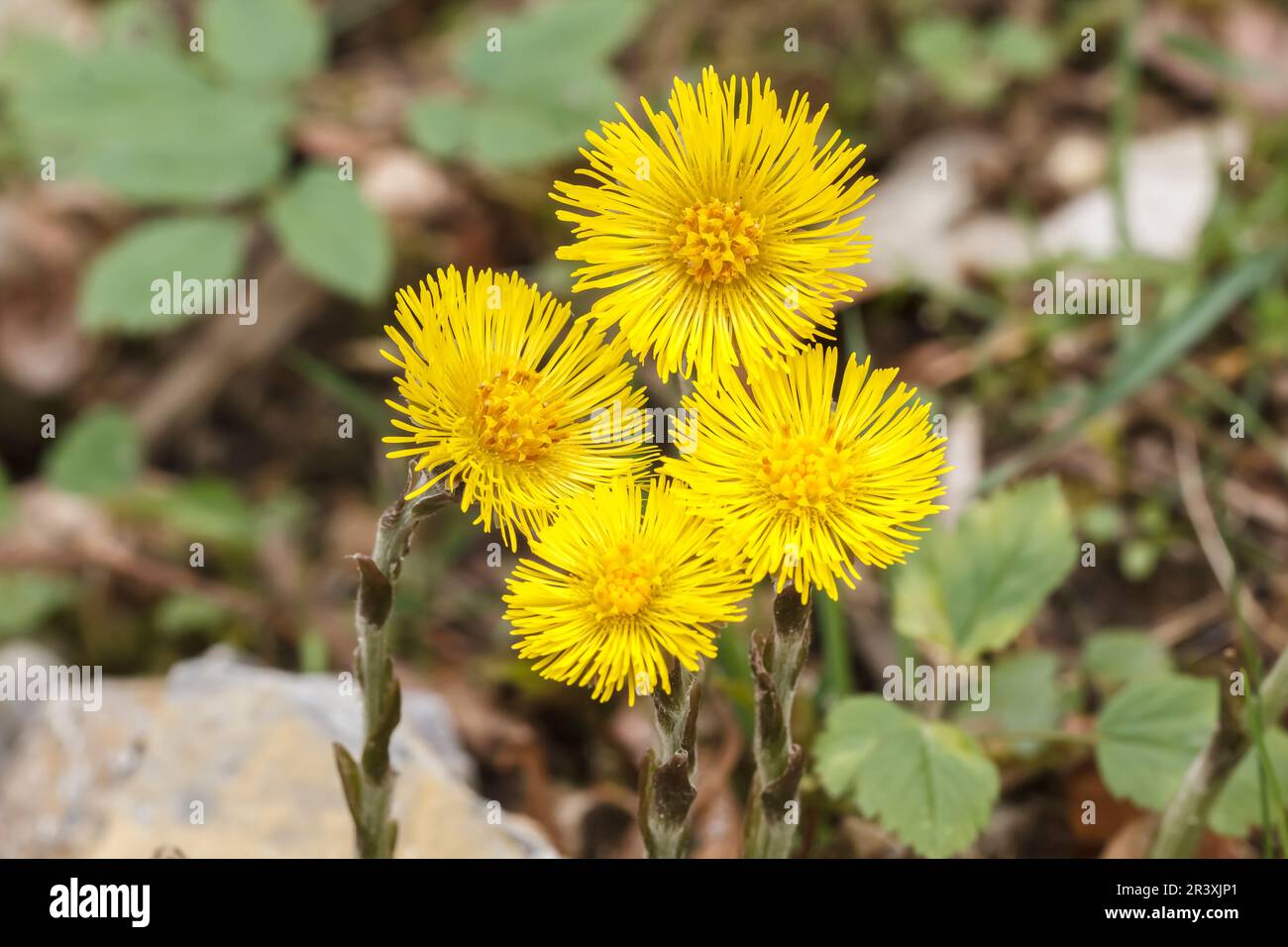 Tussilago farfara, commonly known as the Coltsfoot Stock Photo - Alamy