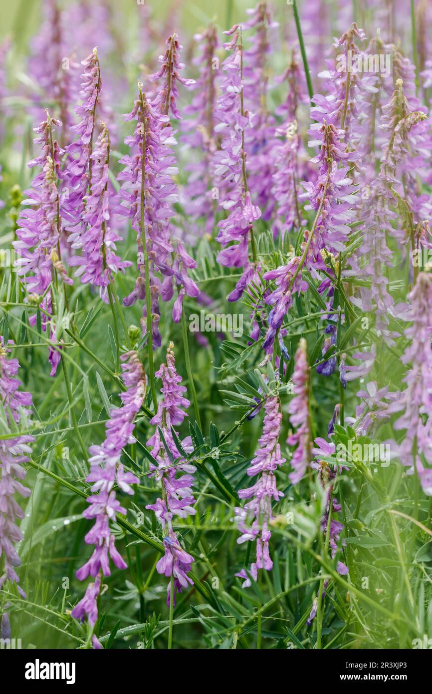 Vicia cracca, known as Tufted vetch, Bird vetch, Boreal fetch, Cow ...