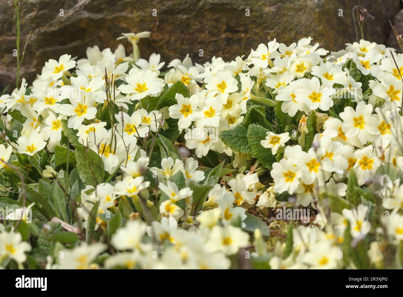 Primula vulgaris, known as Common primrose, English primrose, Primrose ...