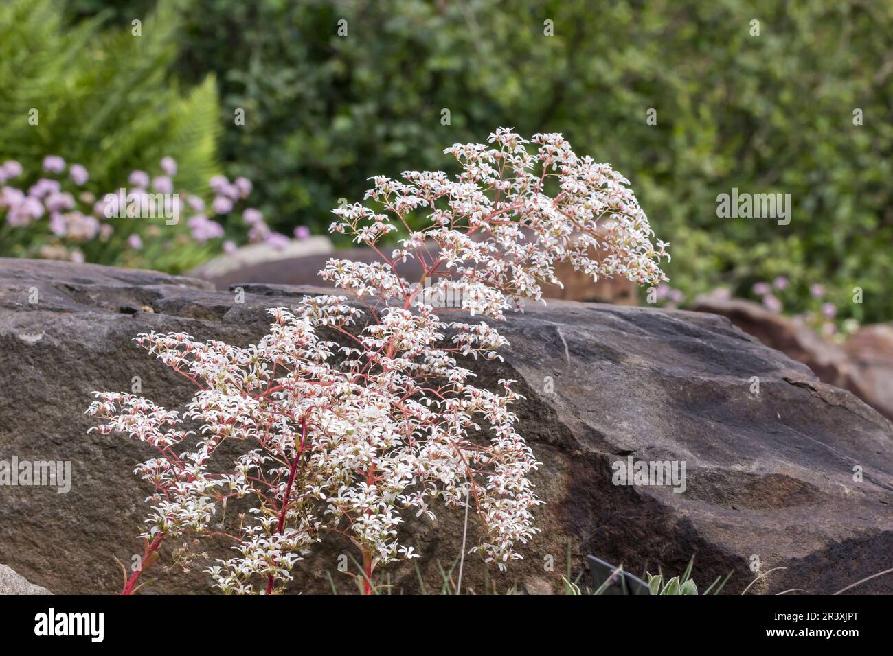 Saxifraga cotyledon, known as Great alpine rockfoil, Greater Evergreen ...
