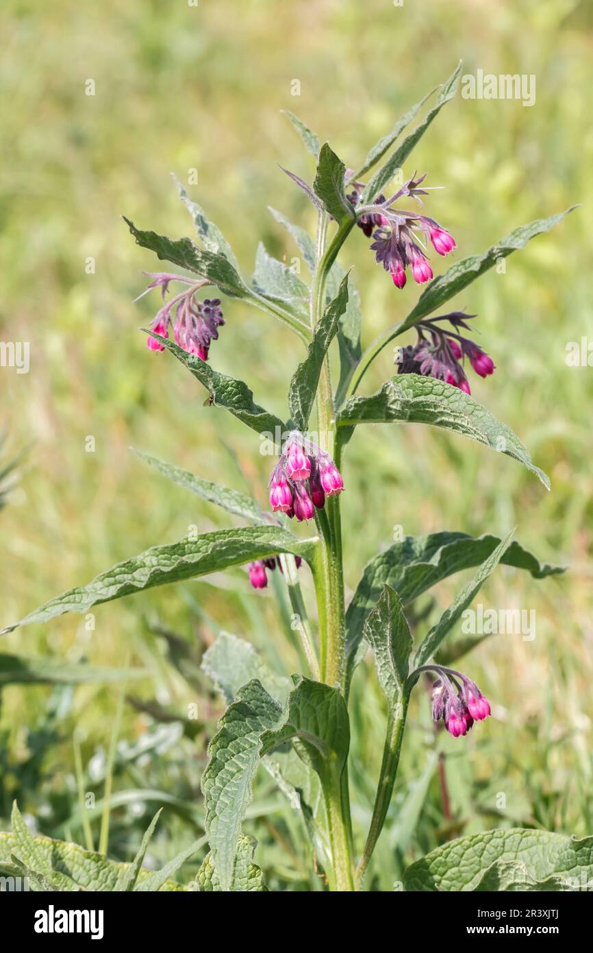 Symphytum officinale, known as Common comfrey, True comfrey, Quaker ...