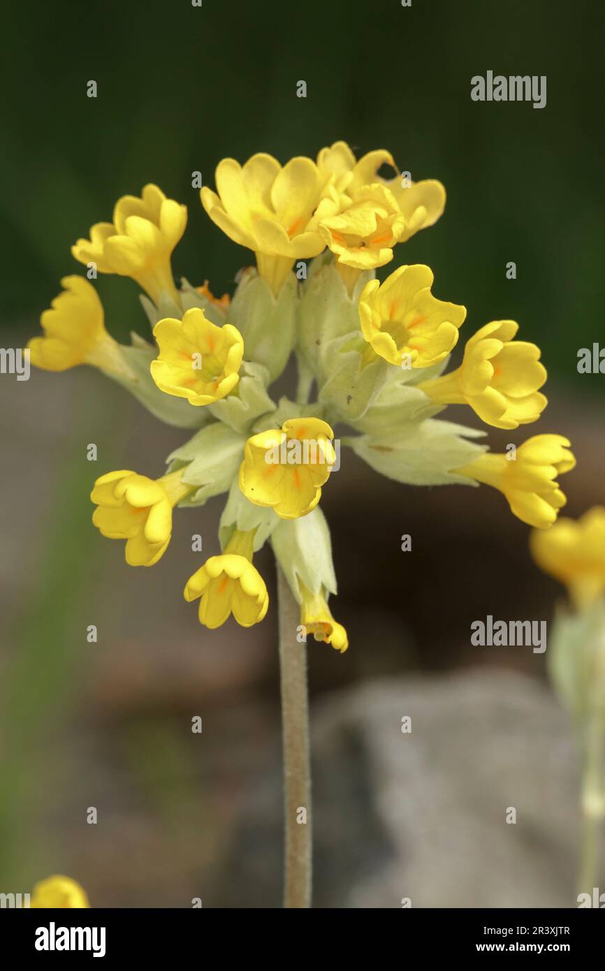 Primuls hi-res stock photography and images - Alamy