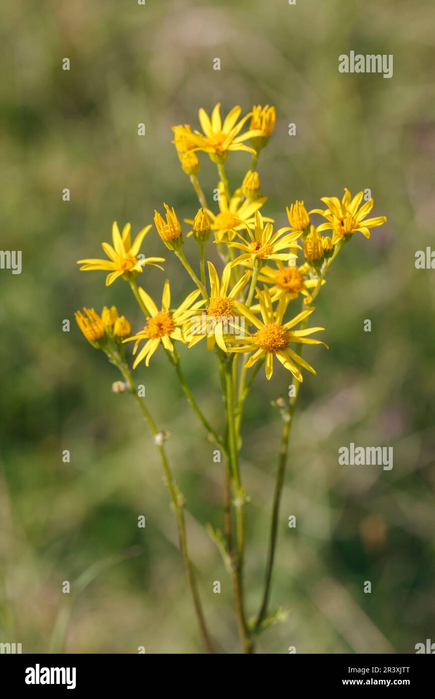 Senecio jacobaea, known as Common ragwort, Ragwort, Tansy ragwort ...