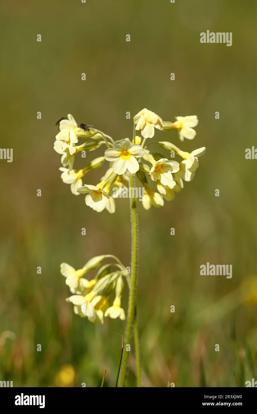Primula elatior, commonly known as the Oxlip, True oxlip Stock Photo ...