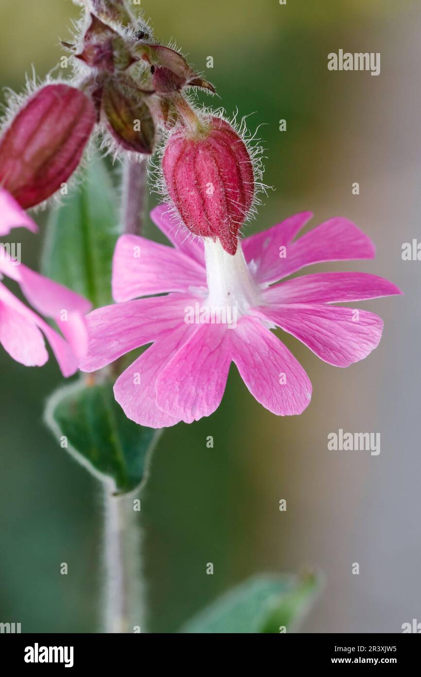Silene dioica, known as Red campion, Red catchfly, Morning campion ...