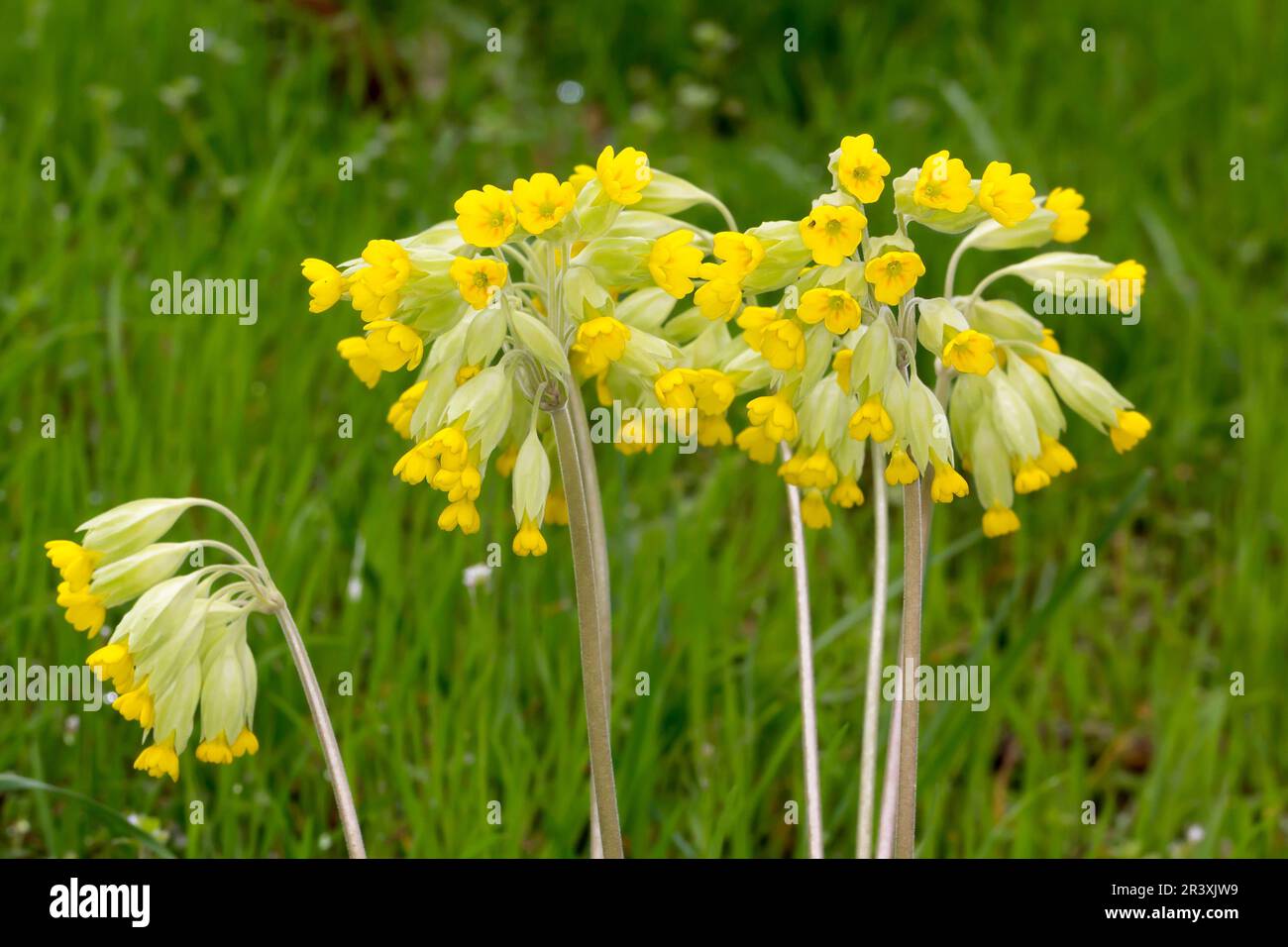 Primuls hi-res stock photography and images - Alamy