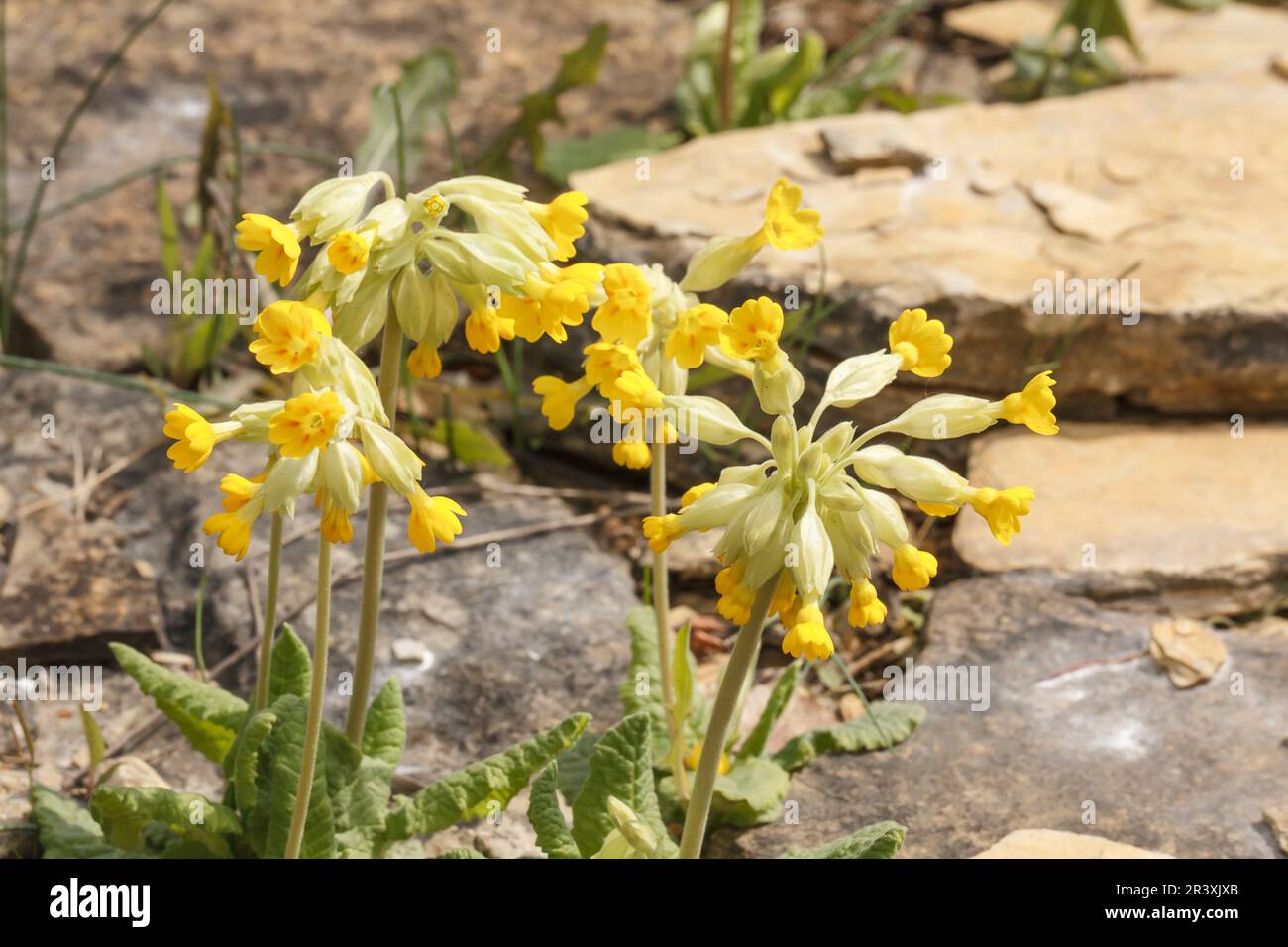 Primuls hi-res stock photography and images - Alamy