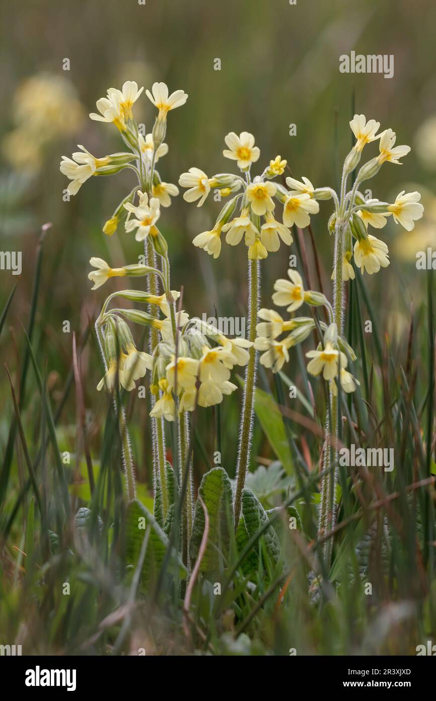 Primula elatior, commonly known as the Oxlip, True oxlip Stock Photo ...