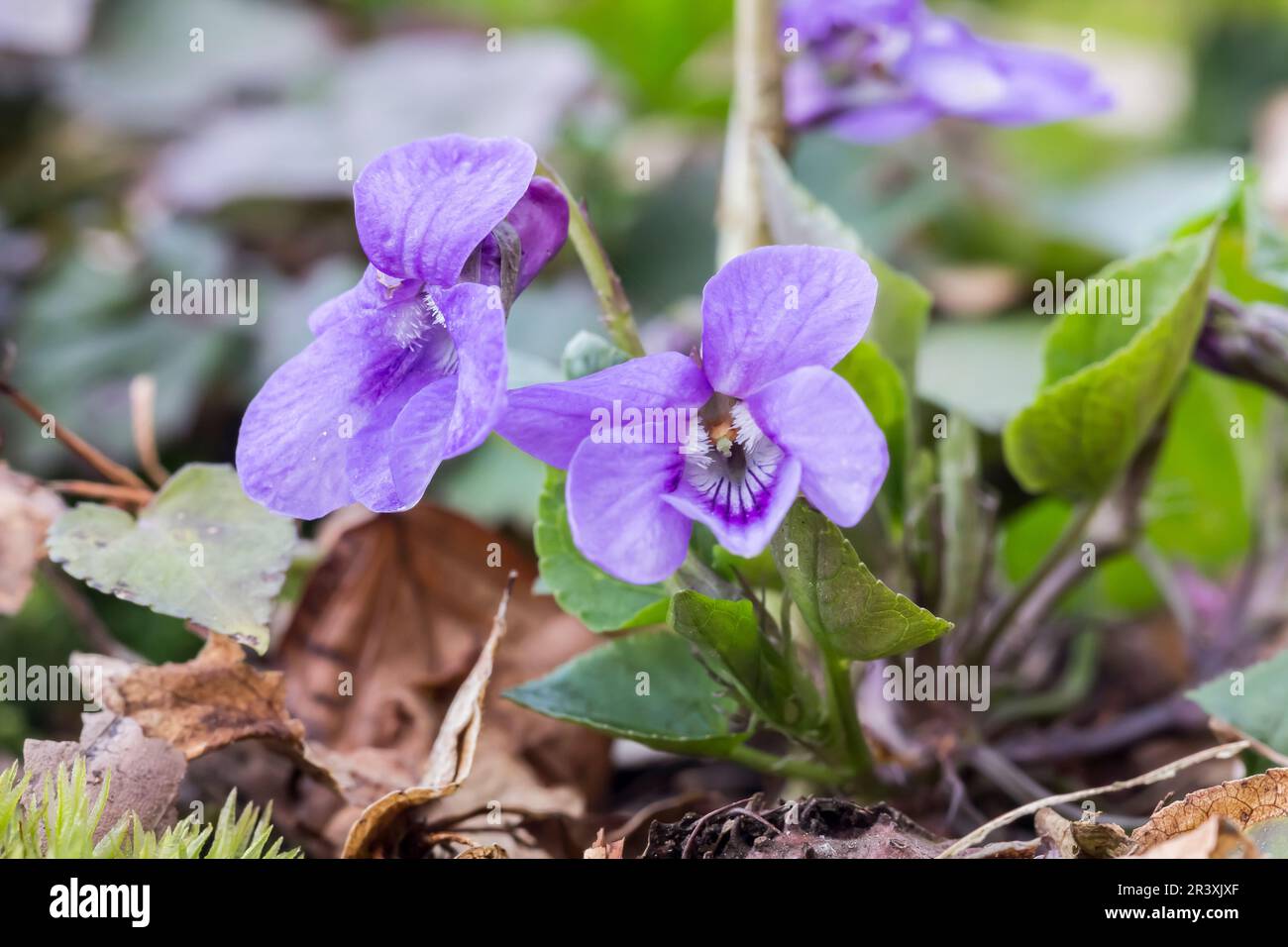 Viola reichenbachiana (syn. Viola sylvestris), known as Hedge violet ...