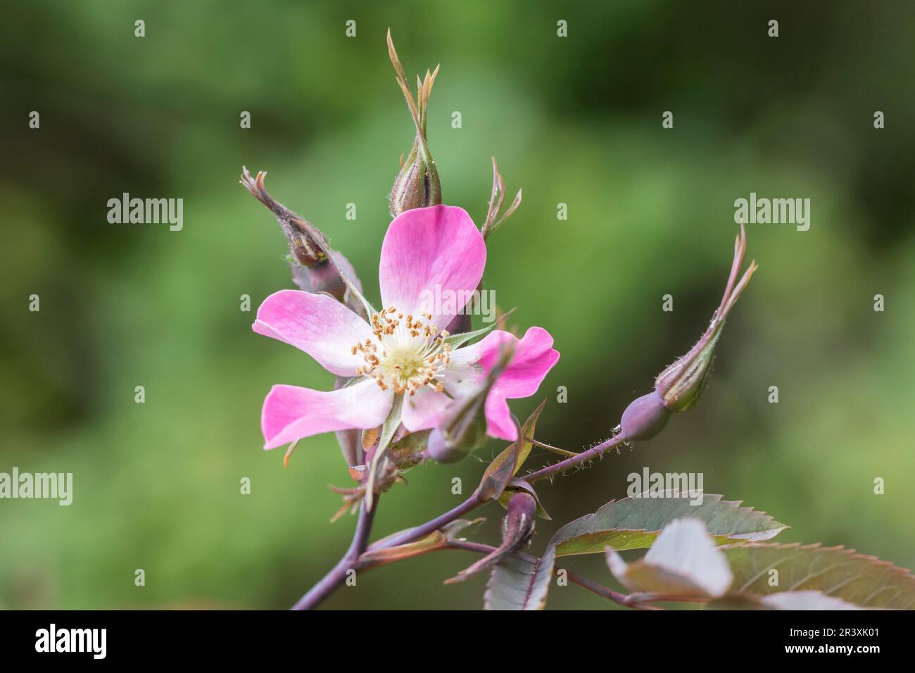Rosa glauca, Rosa rubrifolia, known as the Red-leaved rose, Redleaf ...