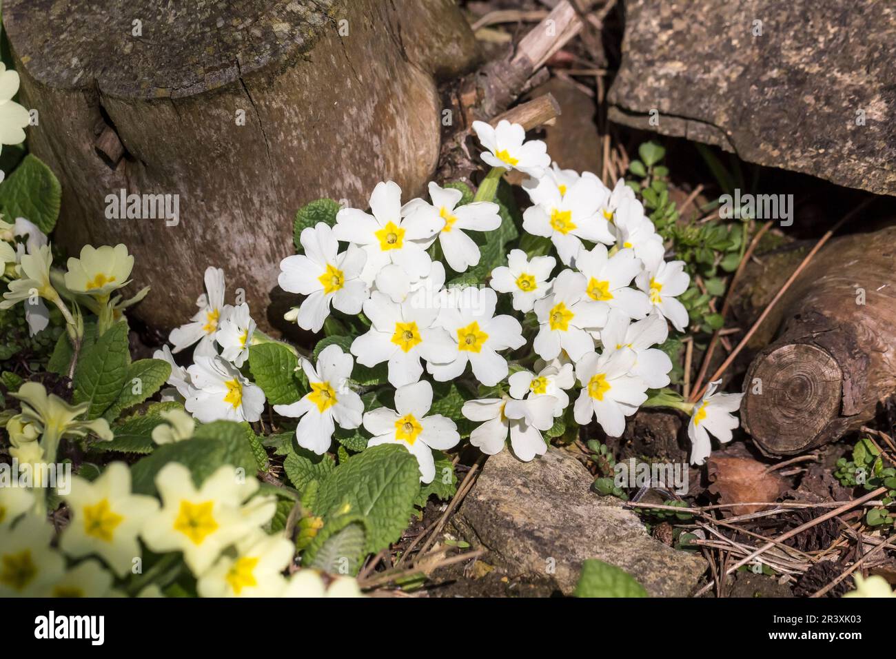 Primula vulgaris, known as Common primrose, English primrose, Primrose ...