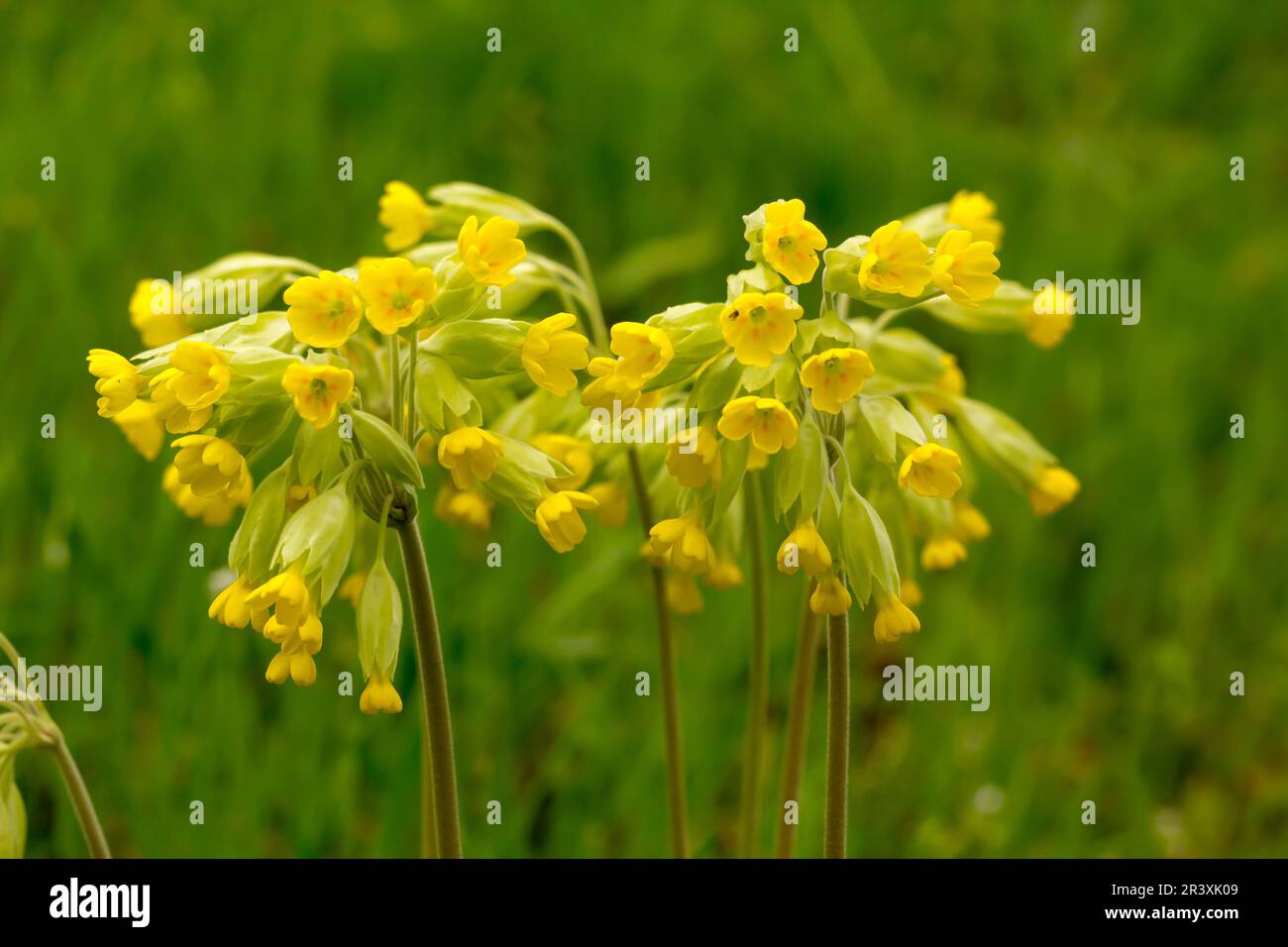 Close up primrose cowslip hi-res stock photography and images - Alamy