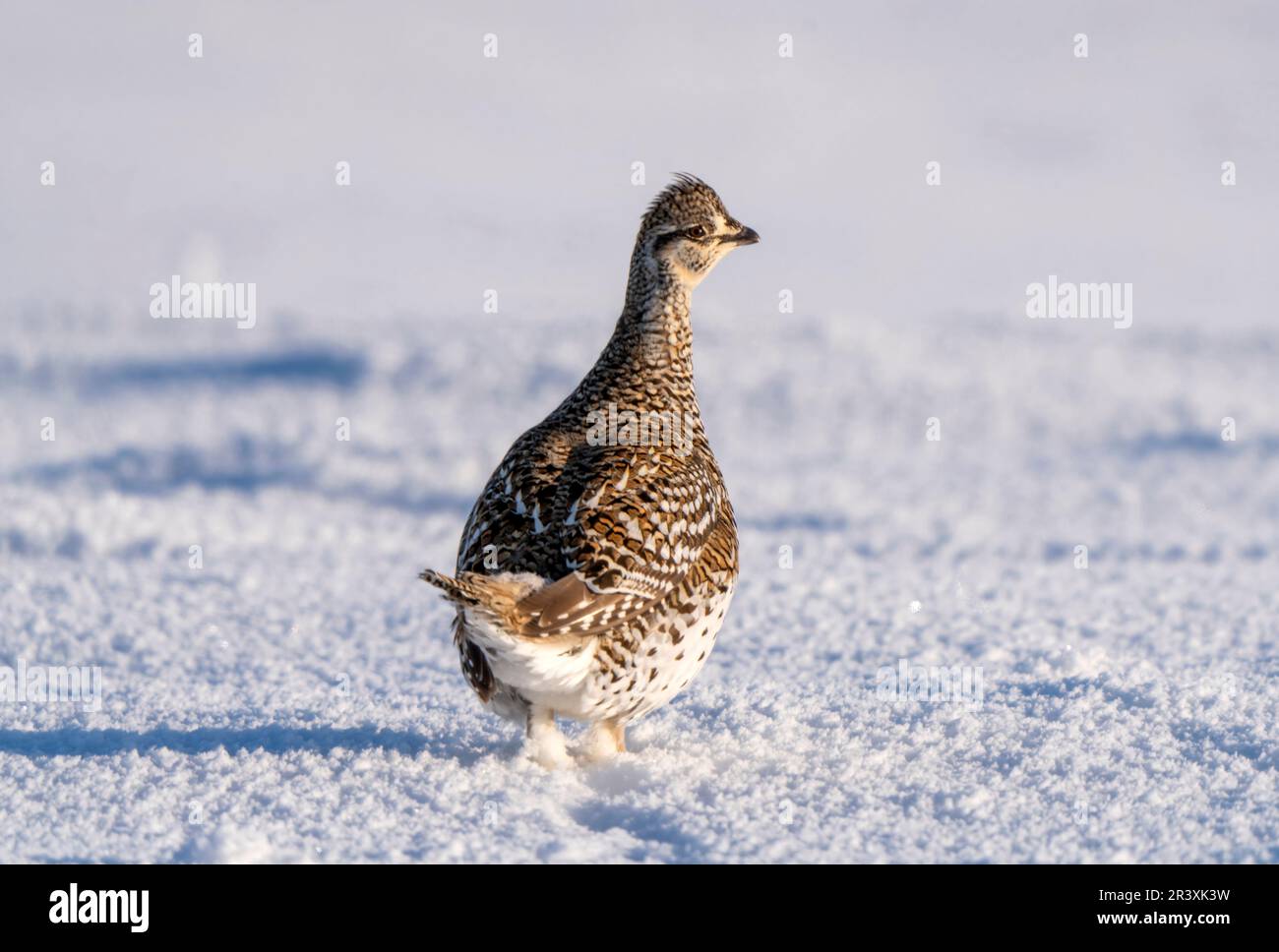 Sharp Tailed Grouse Stock Photo - Alamy
