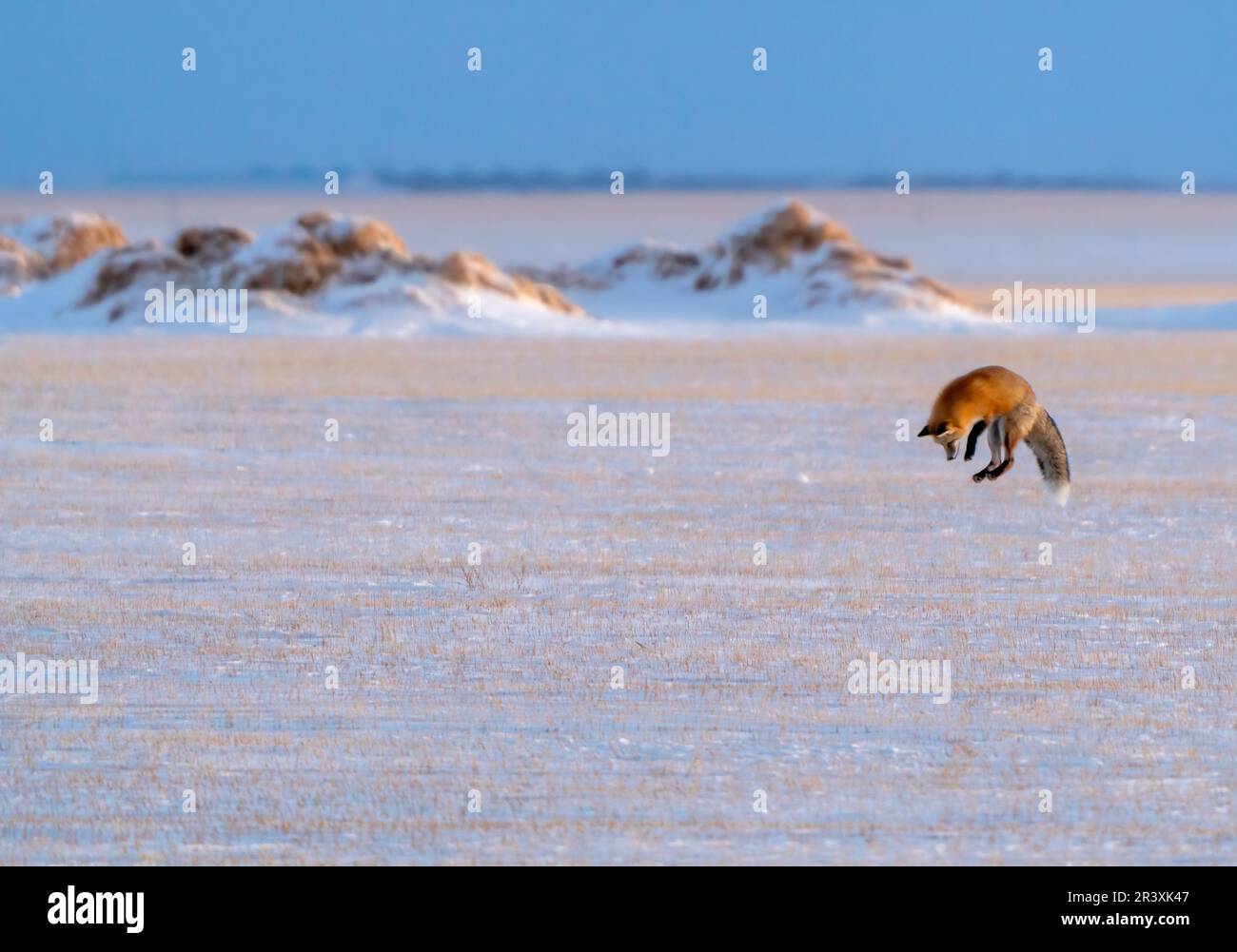 Wild Red Fox Jumping Stock Photo - Alamy