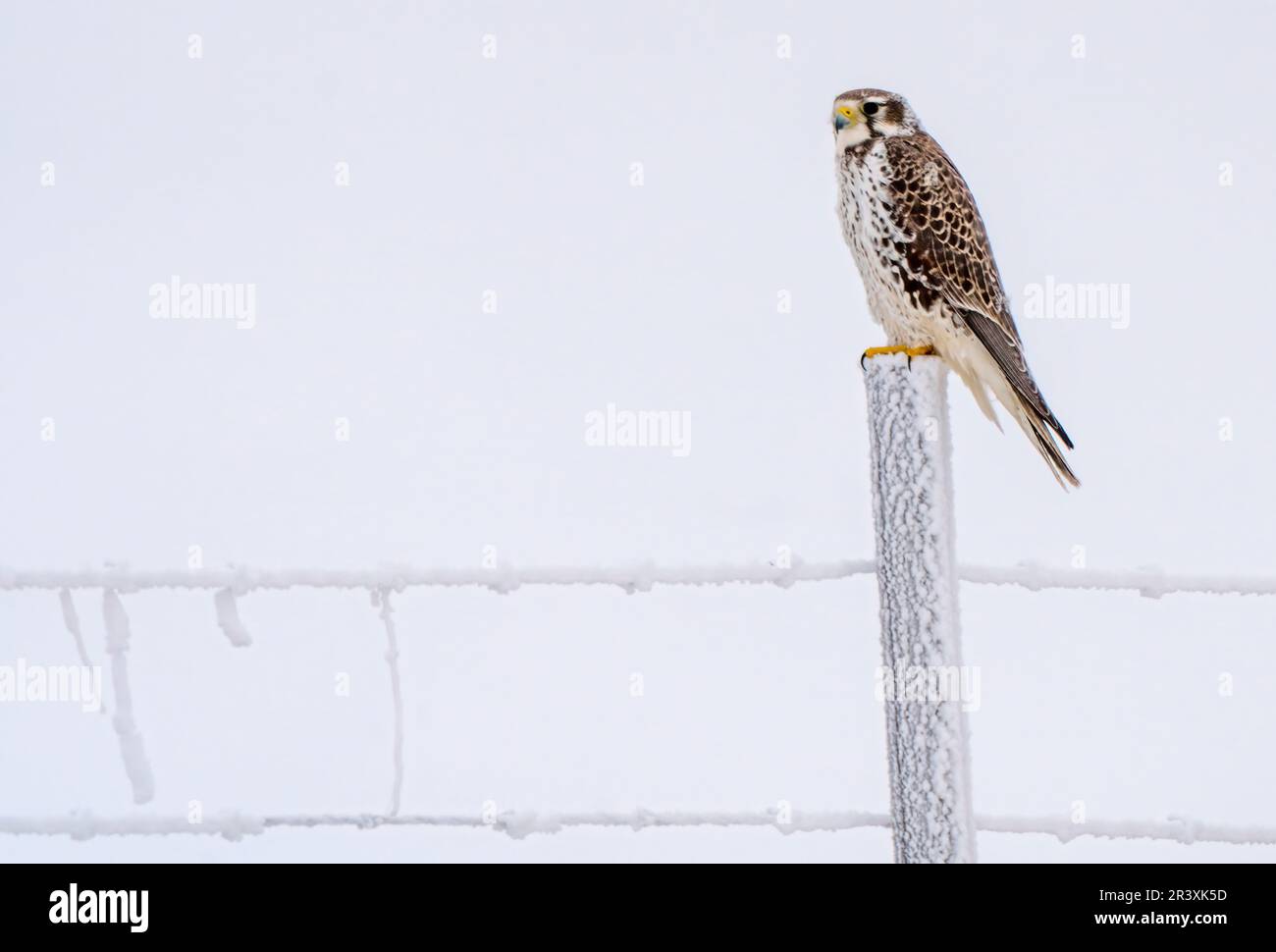 Peregrine Falcon on Post Stock Photo - Alamy