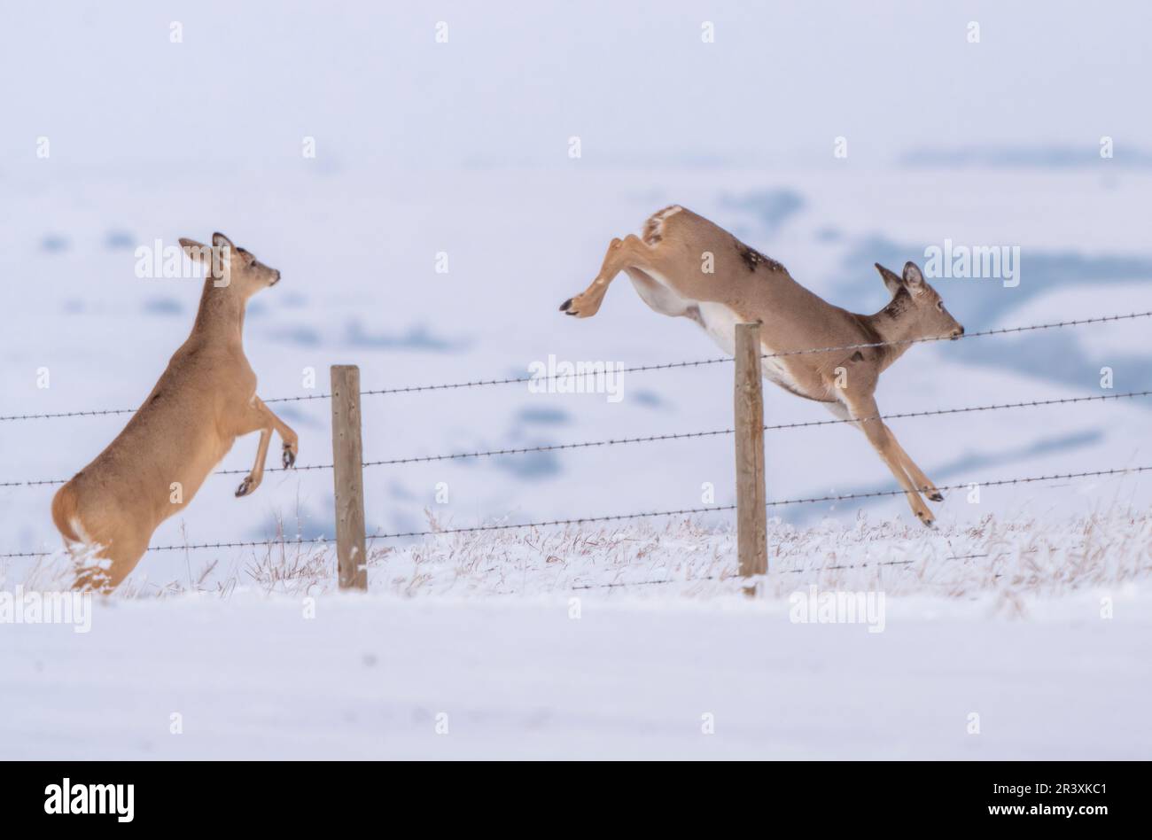 Deer jumping in Winter Stock Photo - Alamy