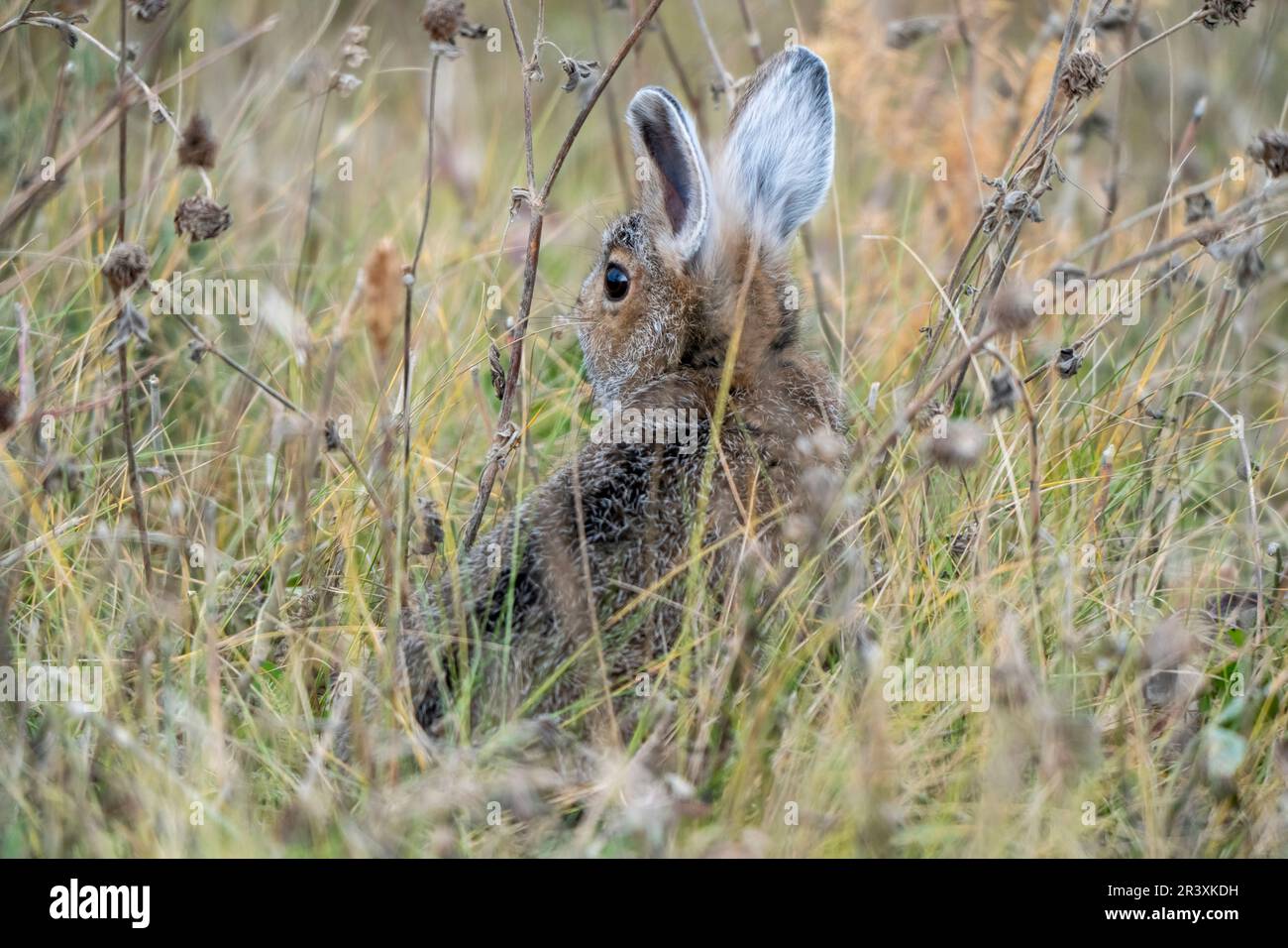 Hidden in grass hi-res stock photography and images - Alamy