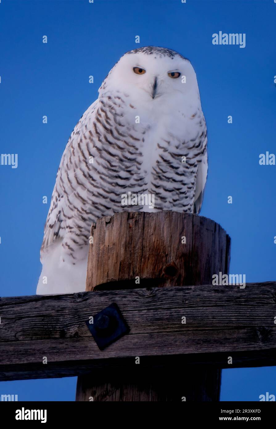 Canada owl hi-res stock photography and images - Alamy