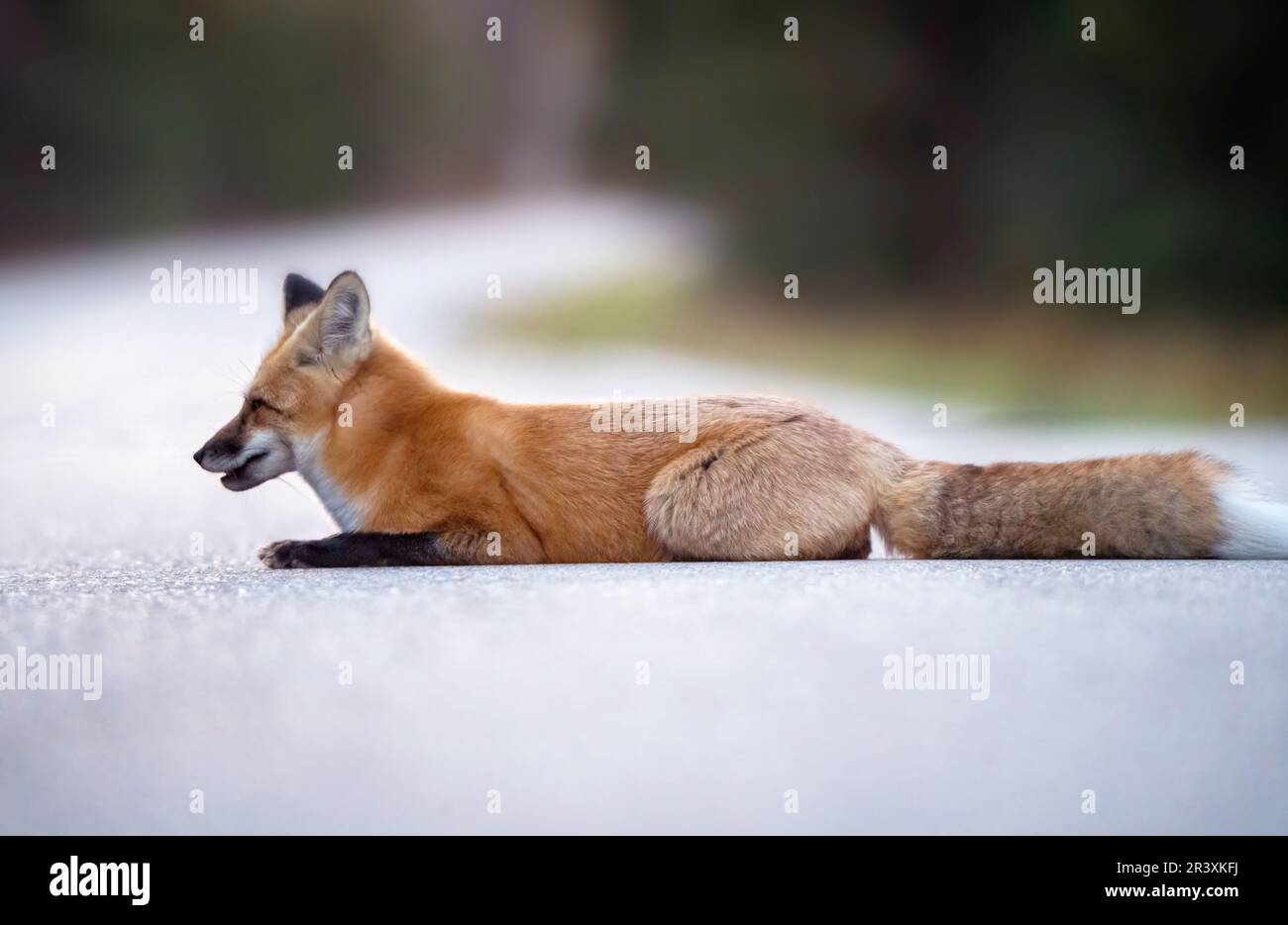 Wild red fox hi-res stock photography and images - Alamy