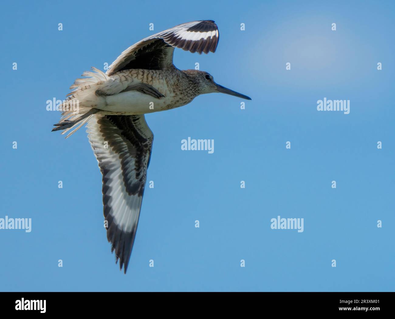 Godwit Bird Prairie Stock Photo - Alamy