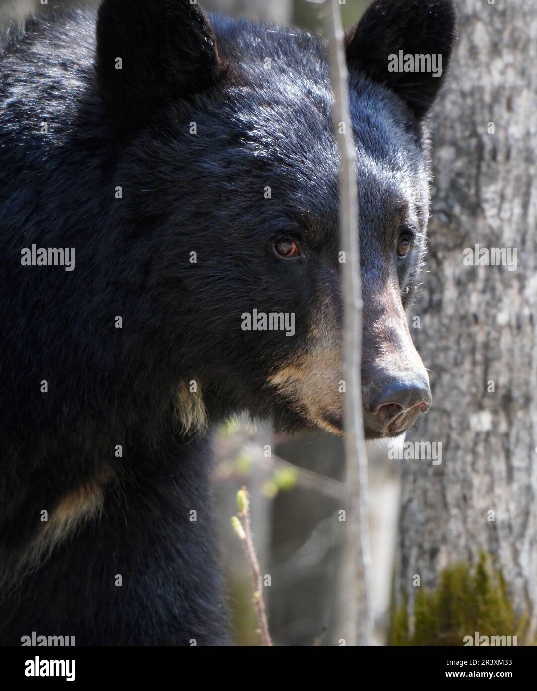 American black bear close up hi-res stock photography and images - Alamy