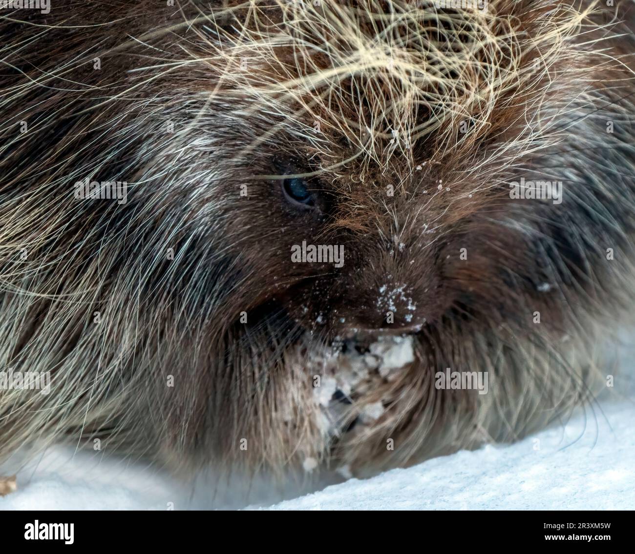 Porcupine Saskatchewan Canada Stock Photo - Alamy