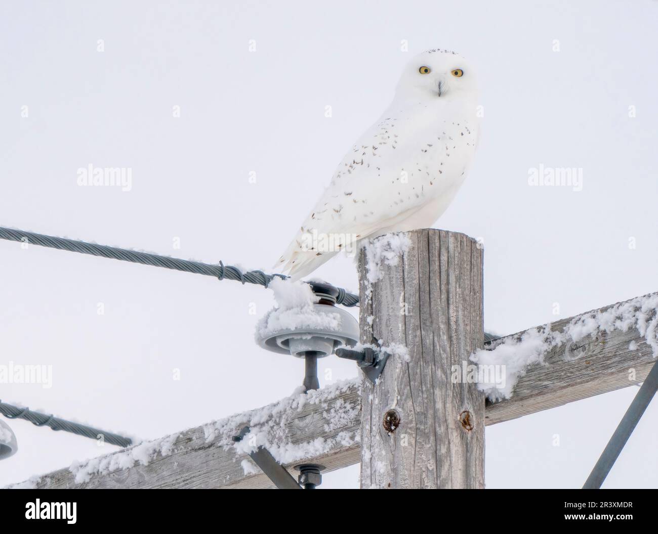 Owl canada hi-res stock photography and images - Alamy