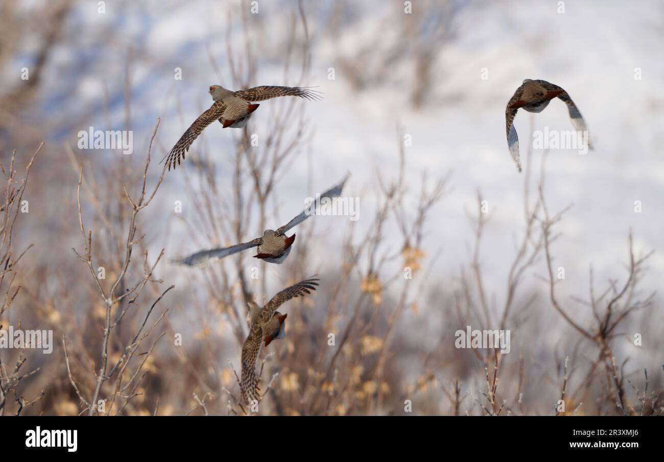 Partridge in nature hi-res stock photography and images - Alamy