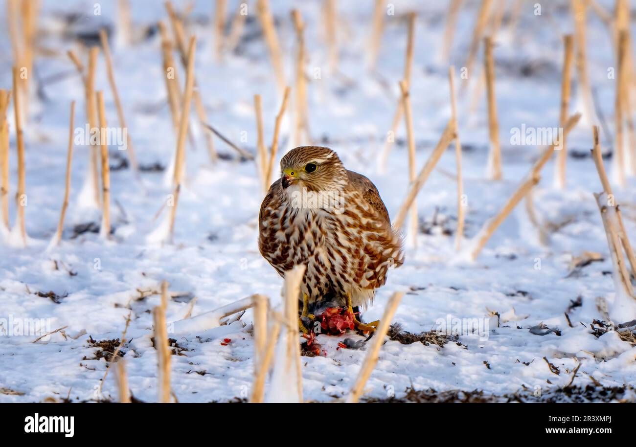 Falcon on kill hi-res stock photography and images - Alamy