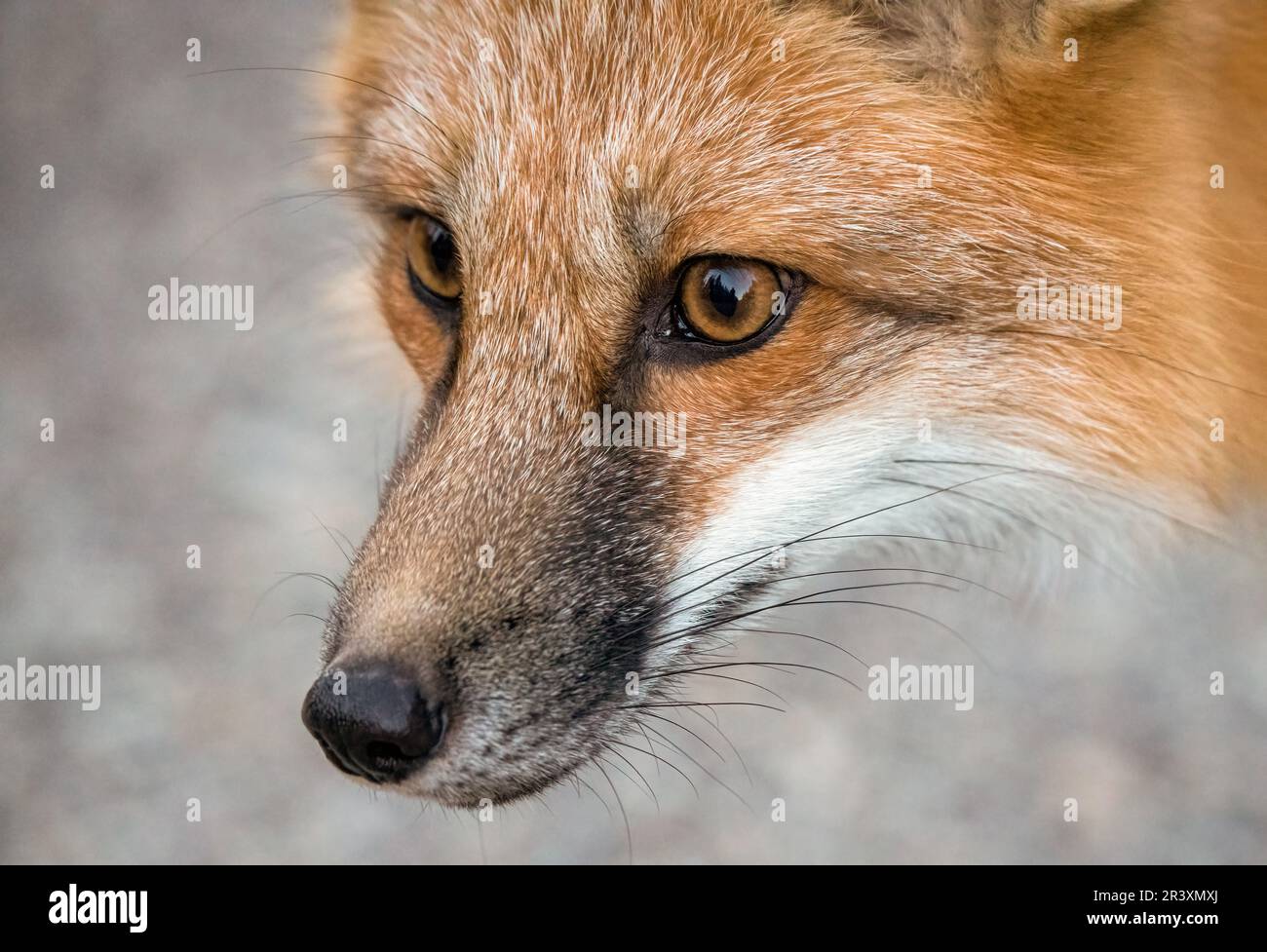 Wild Red Fox Stock Photo - Alamy
