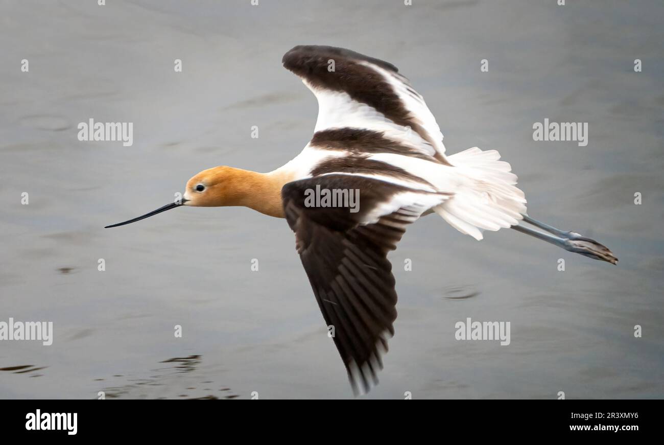 American avocet wader bird hi-res stock photography and images - Alamy