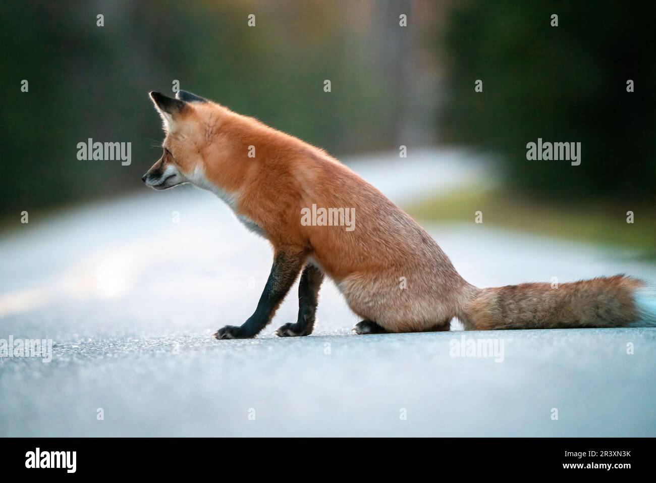 Wild Red Fox Stock Photo - Alamy