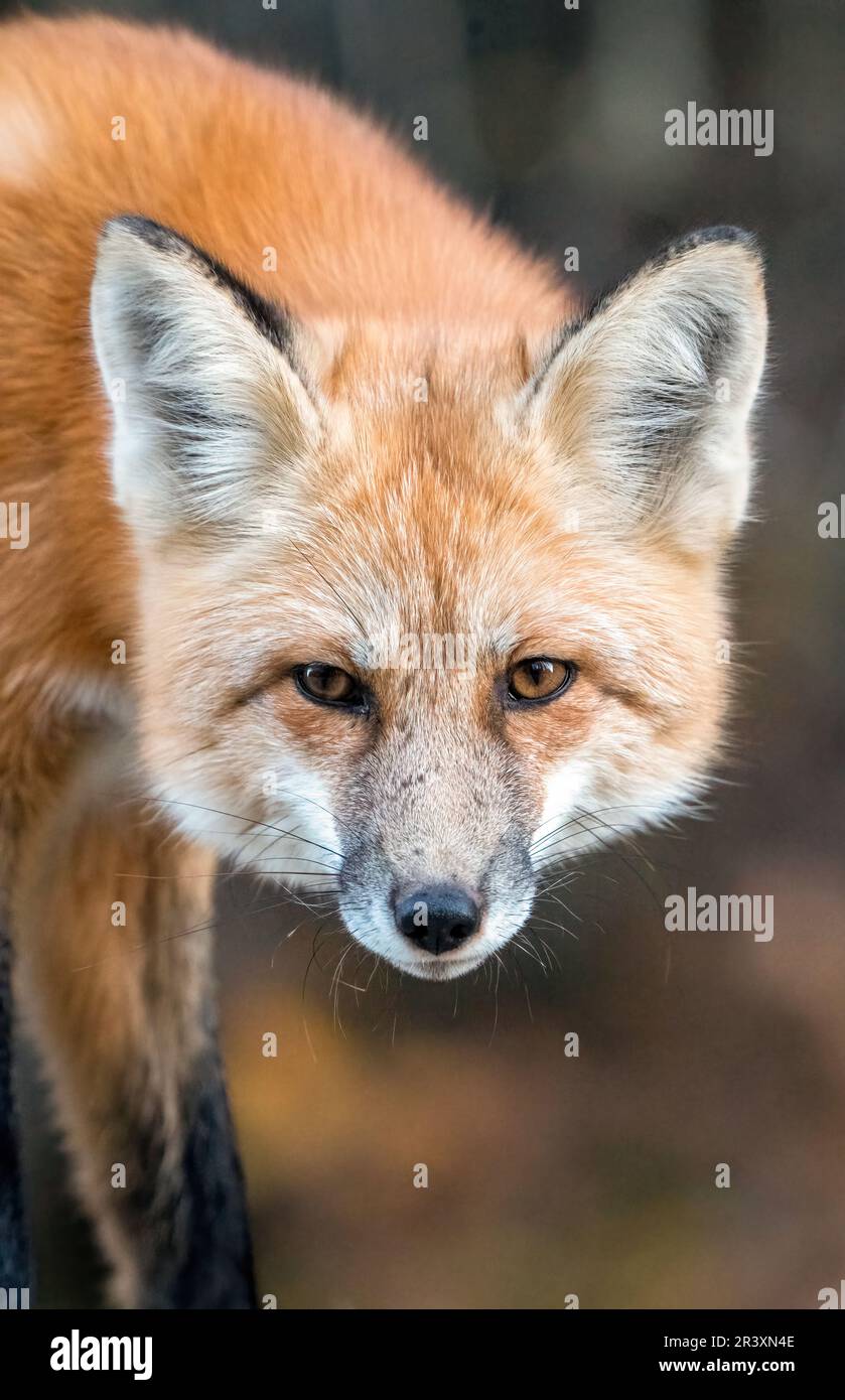 Wild Red Fox Stock Photo - Alamy