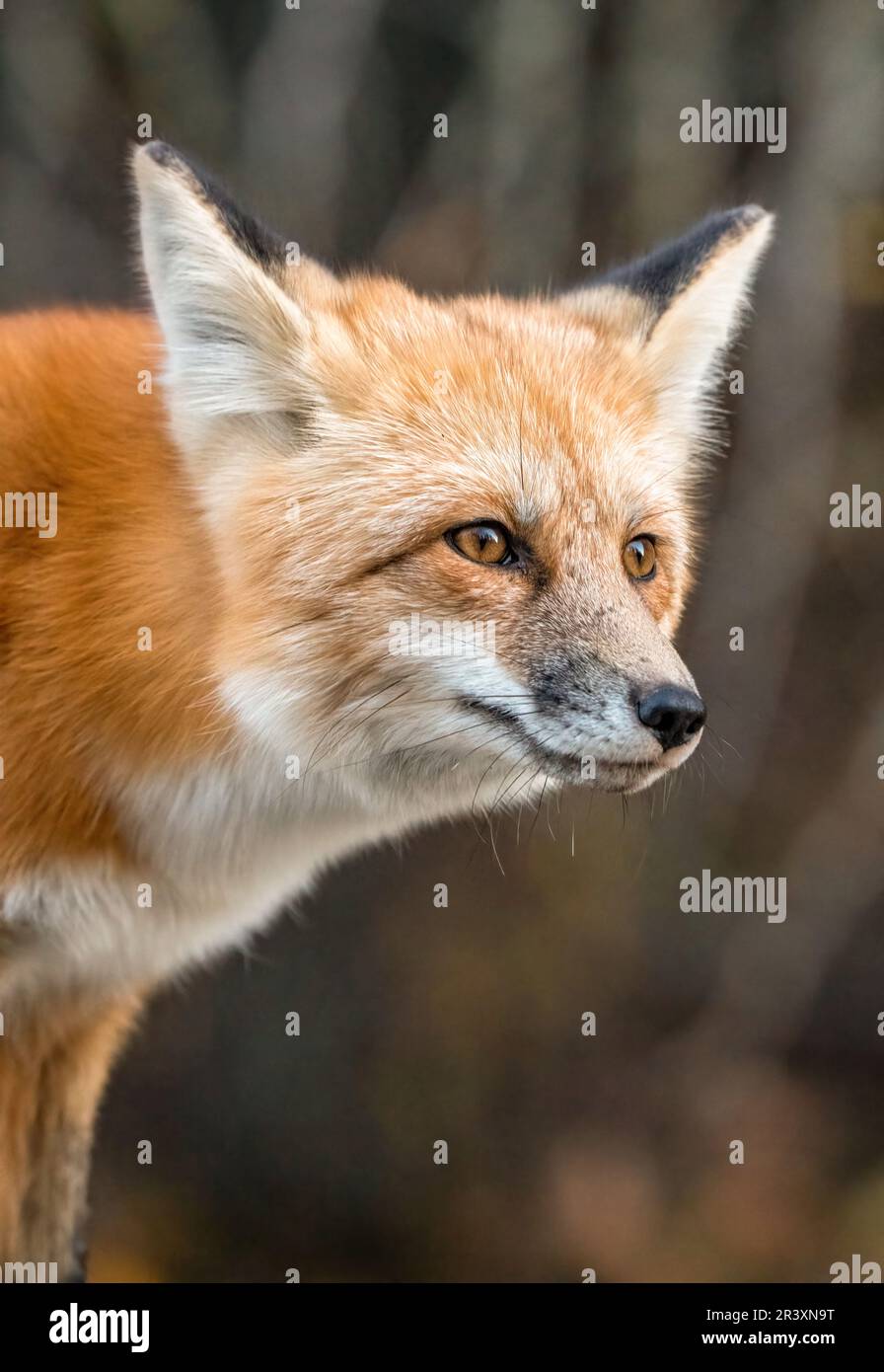 Wild Red Fox Stock Photo - Alamy