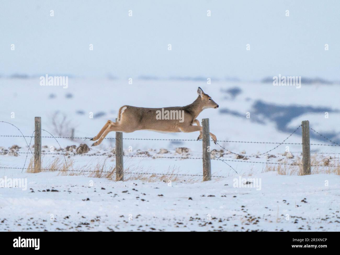 Prairie winter hi-res stock photography and images - Alamy