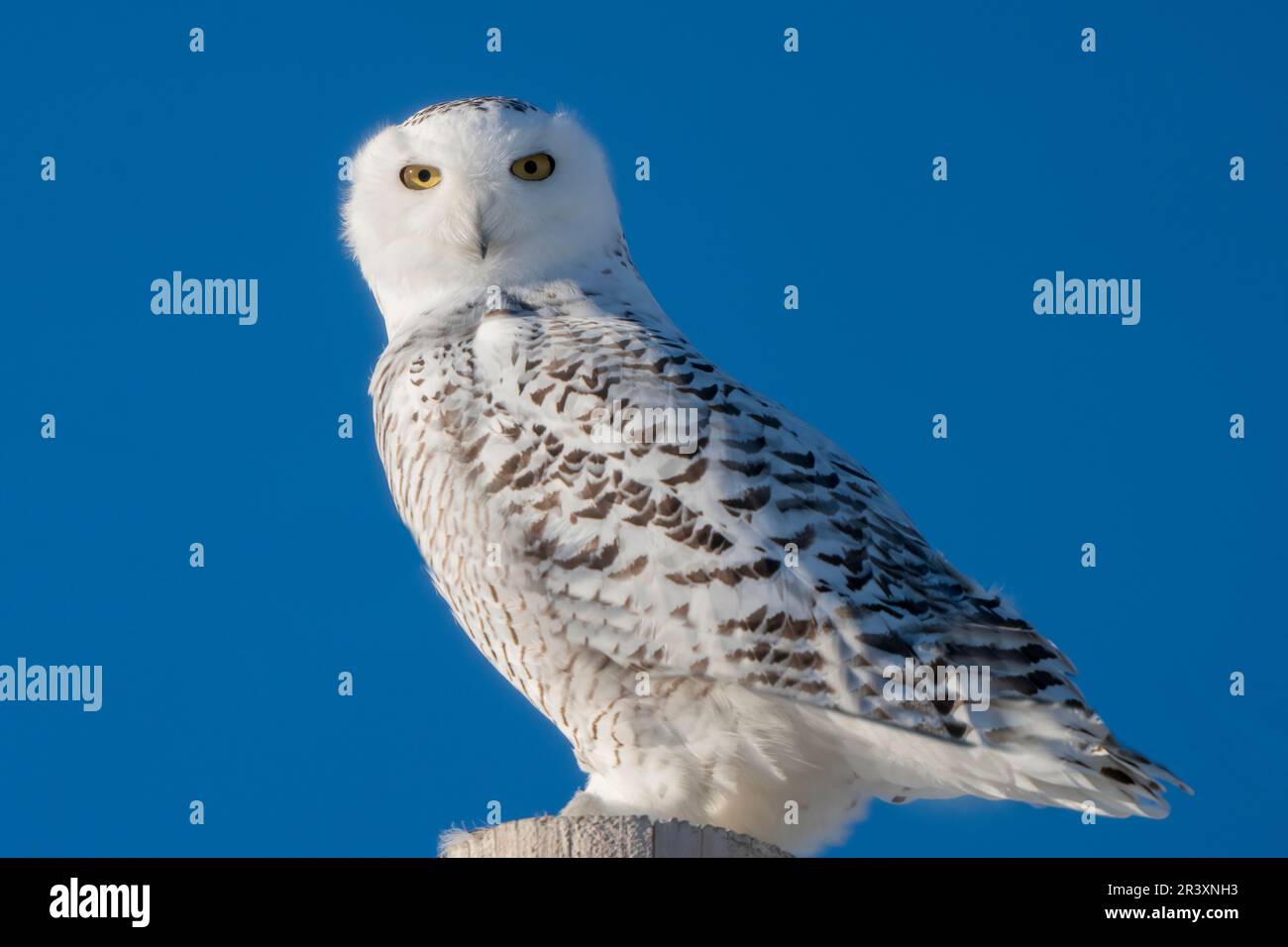 Canada wildlife watching hi-res stock photography and images - Alamy