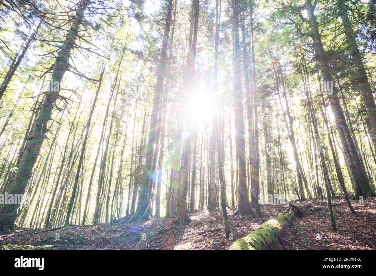 árboles de la selva hi-res stock photography and images - Alamy