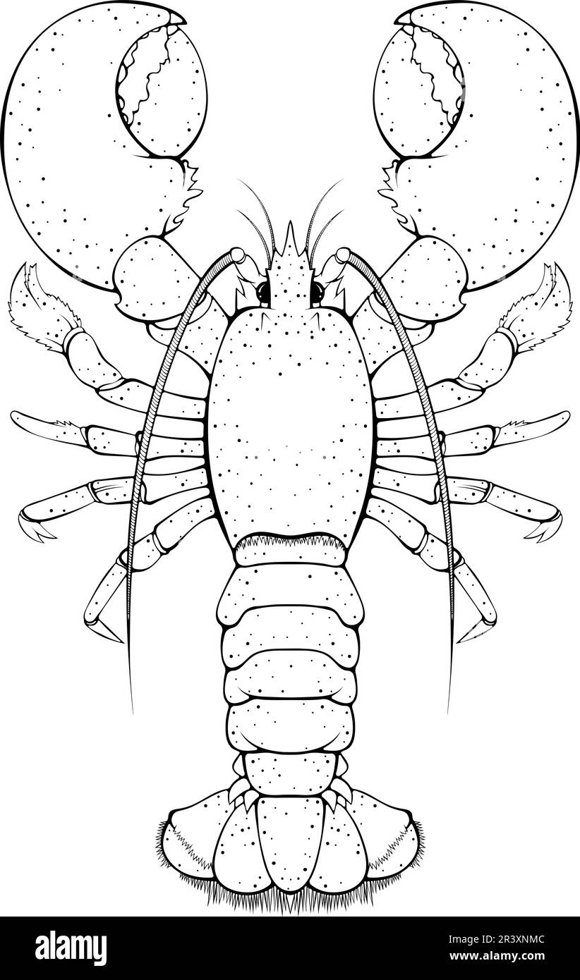 Lobster line art Stock Vector Image & Art - Alamy