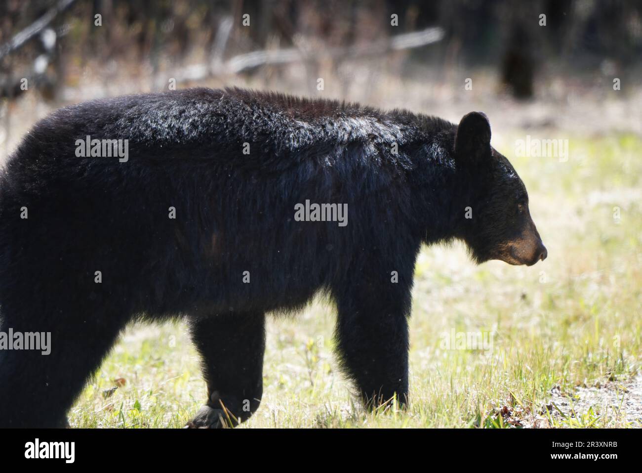 American Black Bear Close Up Hi res Stock Photography And Images Alamy american-black-bear-close-up-hi-res-stock-photography-and-images-alamy