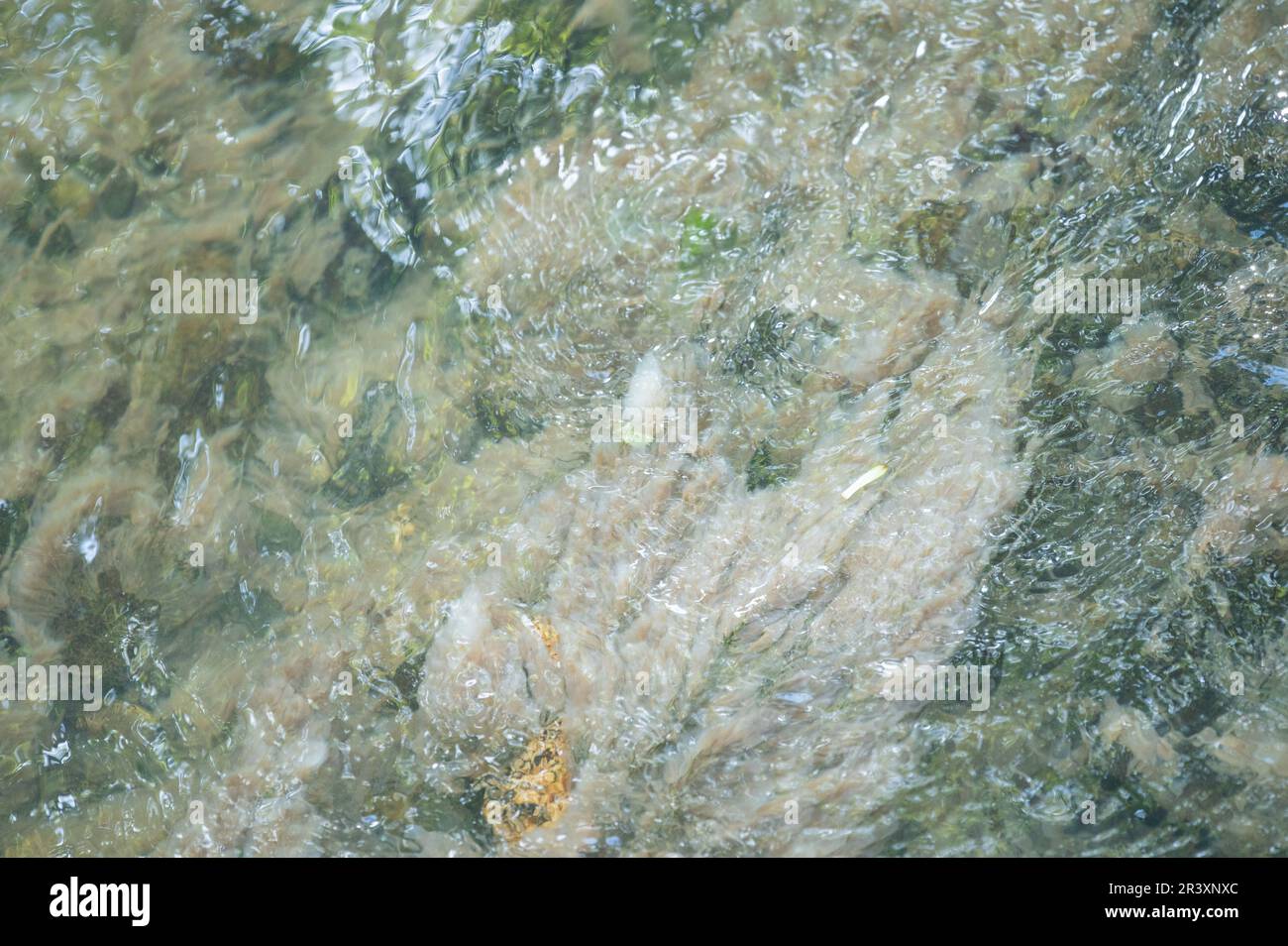 Sphaerotilus natans hi-res stock photography and images - Alamy