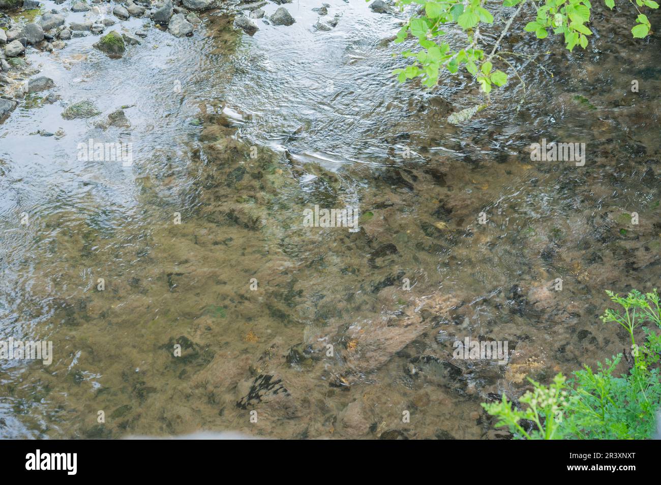 Sewage fungus growing in the Afon Annell polluted from slurry from ...
