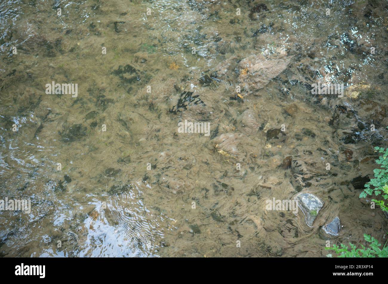 Sewage fungus growing in the Afon Annell polluted from slurry from ...